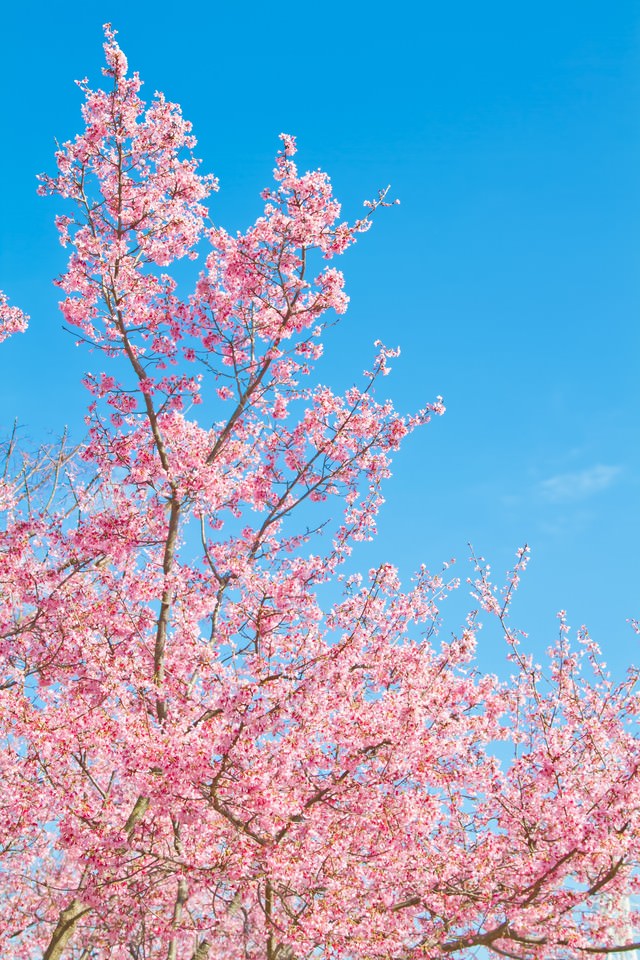 透き通る青空と桜|ぱくたそフリー写真素材